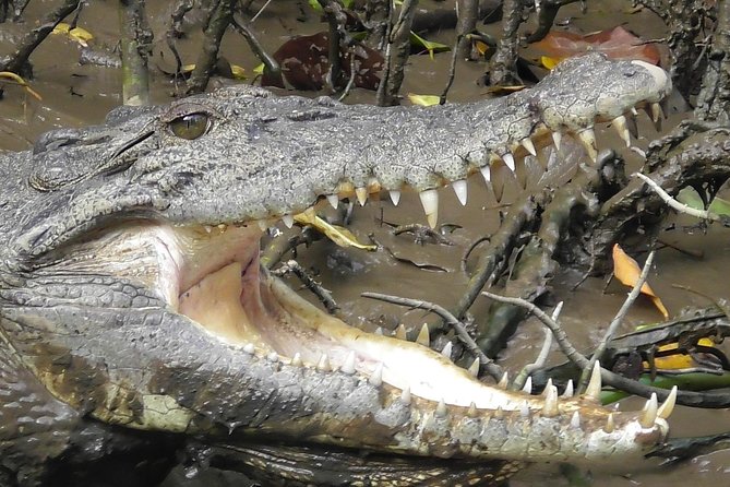 1-Hour Daintree River wildlife cruise - Key Points