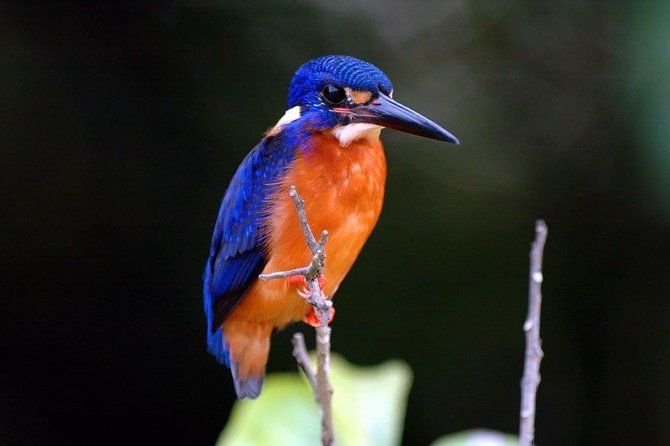 1-Hour Daintree River wildlife cruise - Who Will Enjoy This Tour?