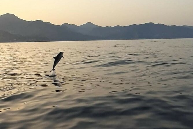 2.5 Hours Sunset Boat Tour in Search of Dolphins - Practical Details and Value
