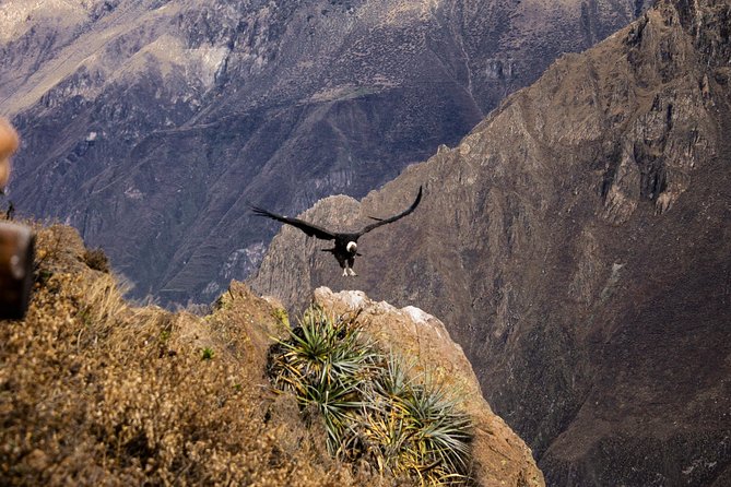 2 day 1 night trek / Colca Canyon - Detailed Review of the Colca Canyon Trek Experience