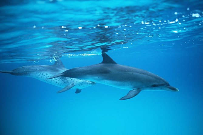 2-Hour Dolphin and Whale Watching in Gran Canaria - Key Points