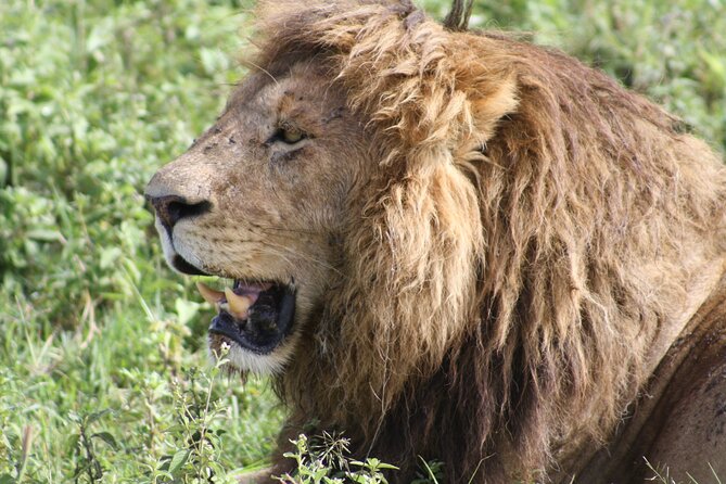 4 Days Group Camping Safari - An In-Depth Look at the Itinerary