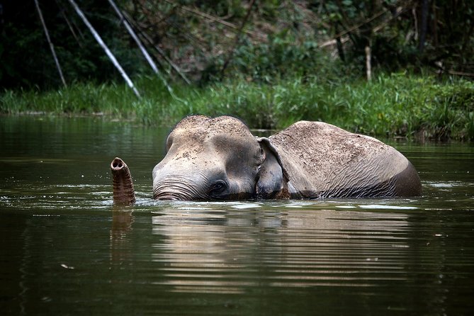 A Morning with the Elephants at Phuket Elephant Sanctuary - An Authentic, Ethical Elephant Experience in Phuket
