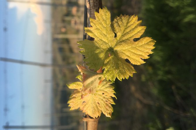Abellonio Cascina Piccaluga - visit to the vineyards, to the wine tasting cellar - Key Points