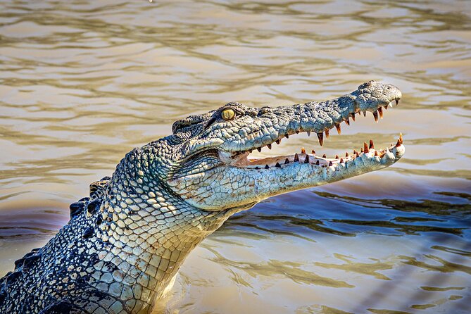 Adelaide River Cruises - Jumping Crocodile Experience - An In-Depth Look at the Adelaide River Jumping Croc Tour