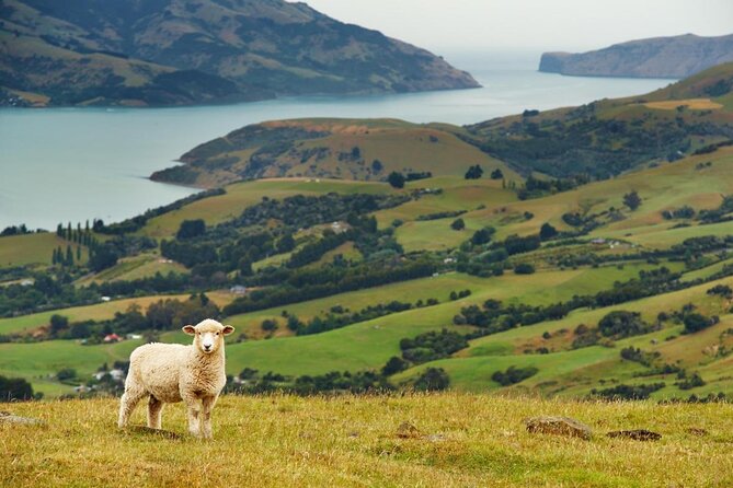 Akaroa Dolphins  Harbour Nature Cruise - Who Should Consider This Tour?