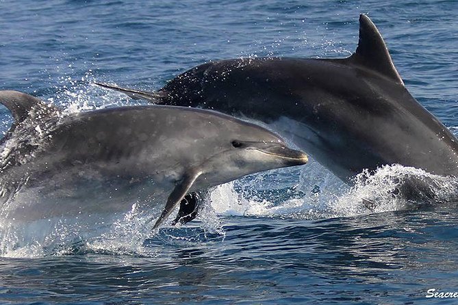 Albufeira: Dolphins and Caves Tour - An In-Depth Look at the Experience