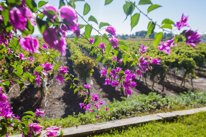 Alicante Wine Tour with Wine Tasting - Visiting the Family-Run Winery: A Hidden Gem