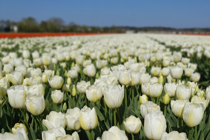 Amsterdam TulipFields of Holland Tour - Who Will Love This Tour?