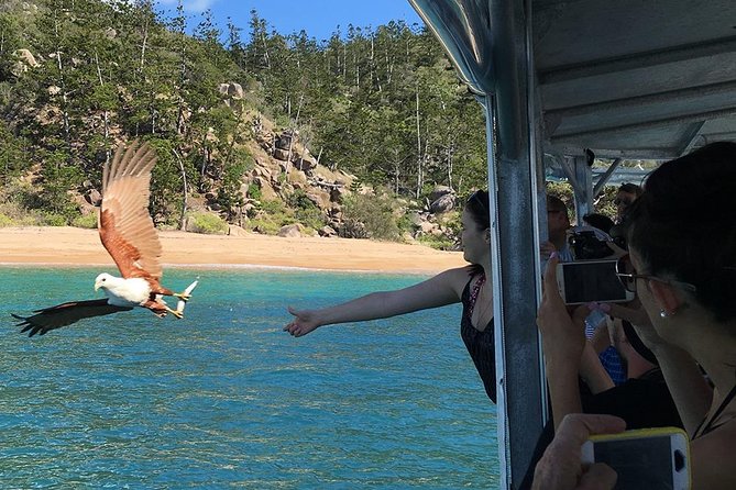 Aquascene Magnetic Island Discovery Tour - What to Expect on the Aquascene Magnetic Island Discovery Tour