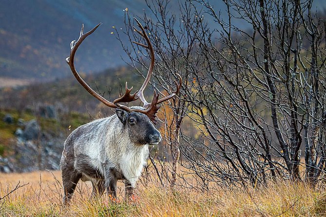 Arctic Nature Tour from Tromsø by minibus - A Closer Look at the Arctic Nature Tour