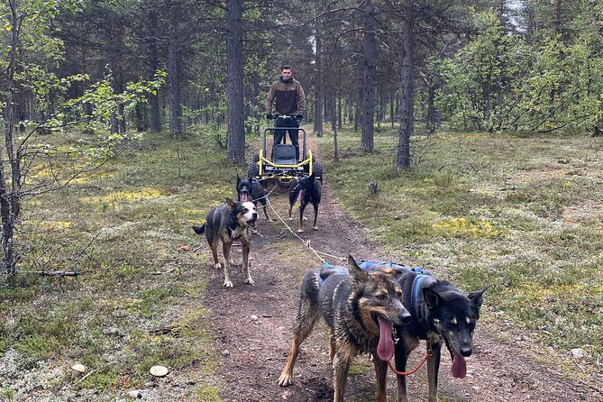 Autumn Husky Sit and Drive Cart Tour from Kiruna - An Overview of the Tour Experience