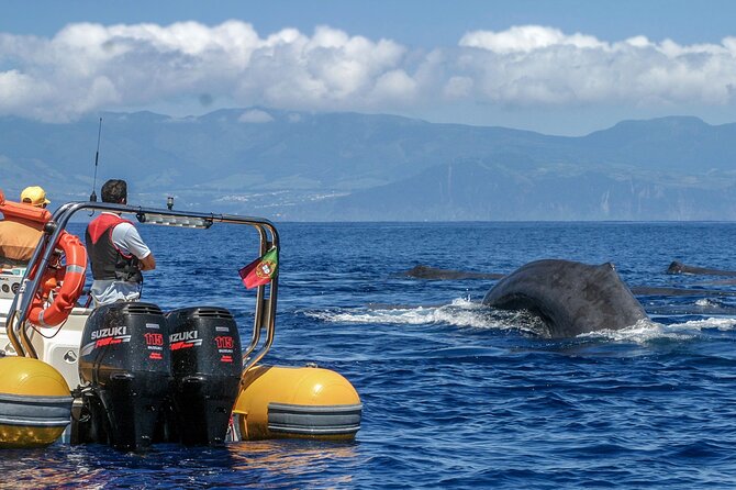 Azores Whale Watching & Islet Boat Tour - A Detailed Look at the Experience