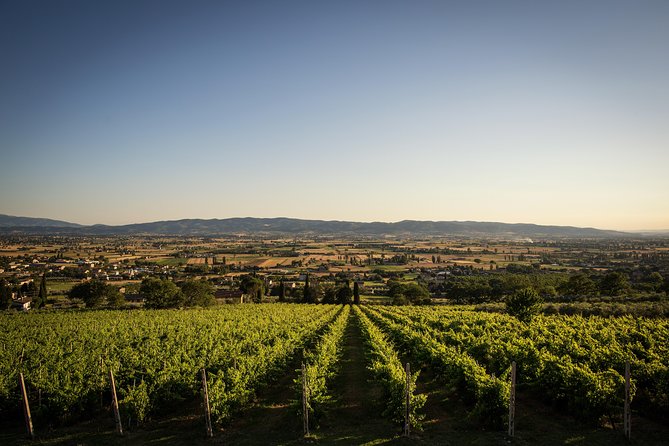 Balsamic Vinegar, Olive oil and Organic Winery Tour in Assisi with tasting - Why This Tour Might Be Perfect for You