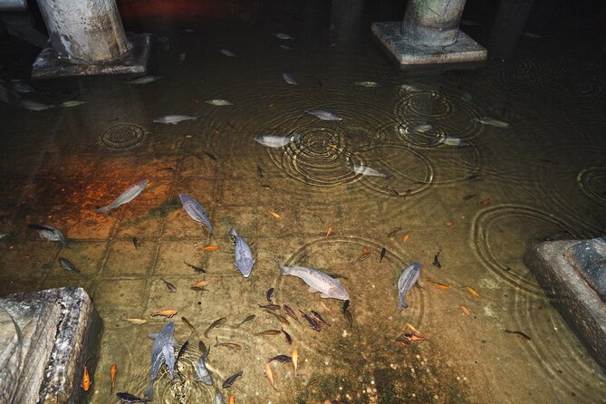 Basilica Cistern Small Group, Live Guide. w/Skip-the-Line Ticket - Key Points
