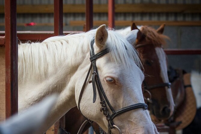 Beach & countryside horse riding outside Westport. Guided. 1 hour - An Introduction to the Westport Horseback Experience