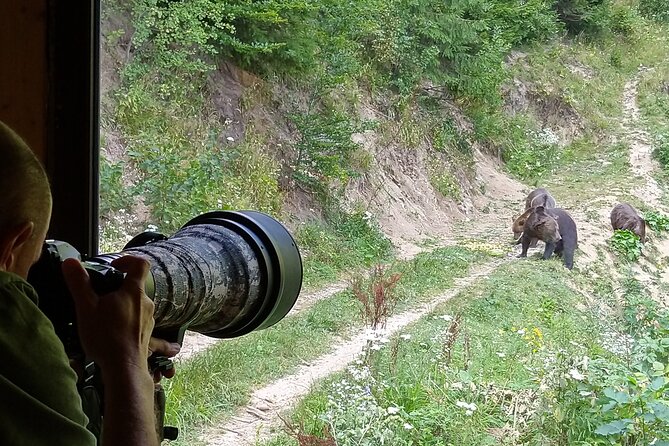 Bear watching experience near Brasov - Key Points
