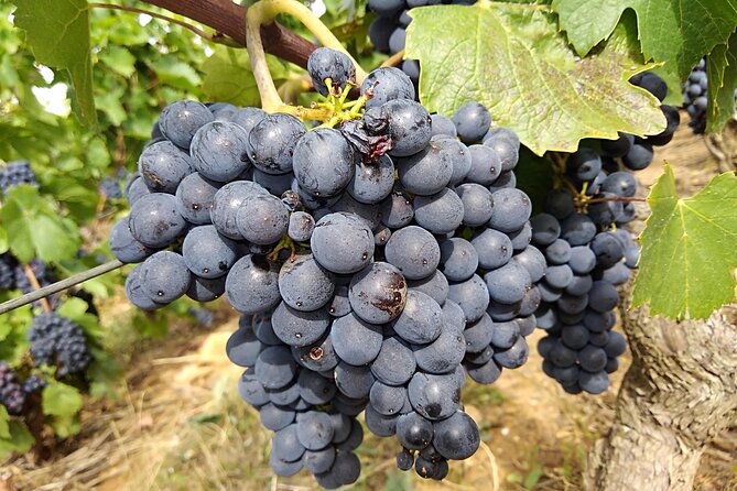 Beaujolais Half Day Wine Tasting Tour - What to Expect from the Itinerary