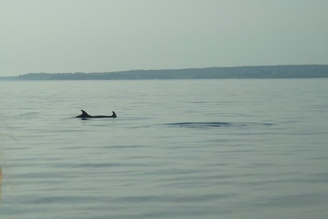 Beautiful Sunset and Dolphin Watching - What to Expect During the Trip