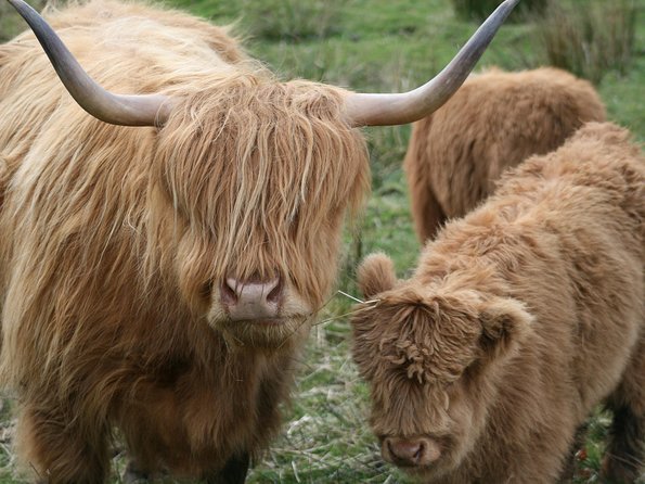 Best of Scotland in a Day Very Small Group Tour from Edinburgh - Value and Comfort: What Travelers Can Expect