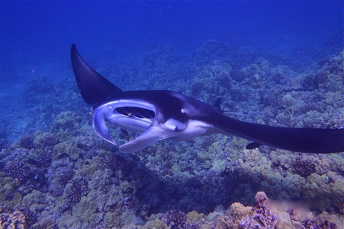 Big Island Manta Ray Night Snorkel - An Authentic Nighttime Encounter with Manta Rays