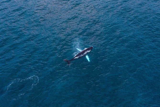 Big Whales & Puffins RIB boat tour from Húsavík - The Experience: Wildlife, Scenery, and Adventure