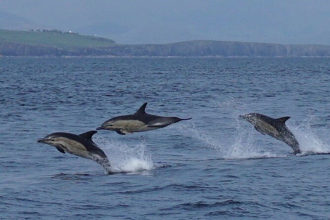 Blasket Island Eco Tour. - The Itinerary: What to Expect
