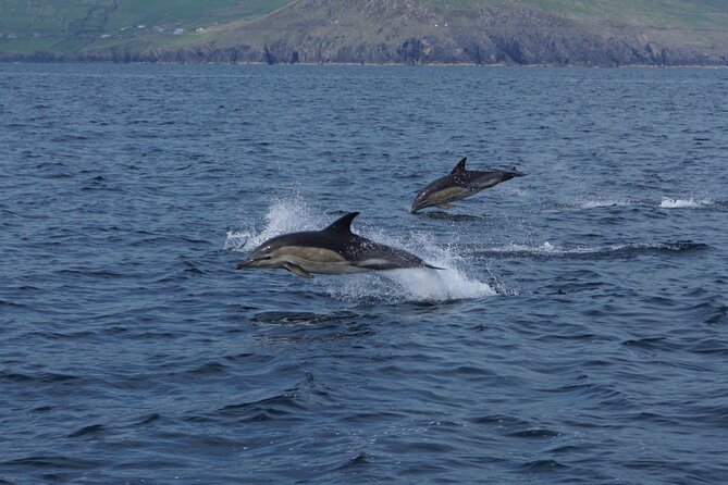 Boat Tour of Dingle Peninsula - Why This Tour Is a Great Choice