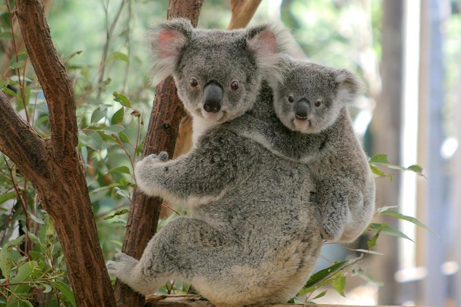 Brisbane River Cruise with entry to Lone Pine Koala Sanctuary - Starting the Adventure: The River Cruise