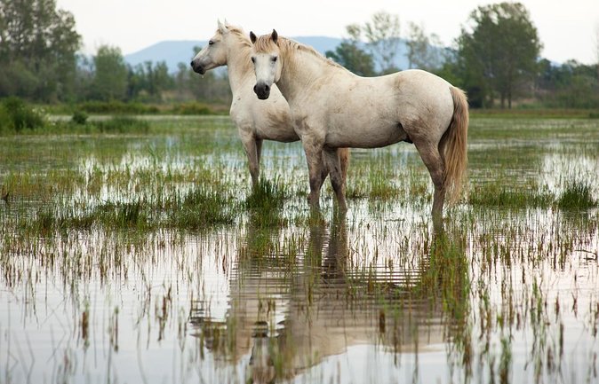 Camargue Small-Group Day Trip from Avignon - A Primer on the Tour Experience