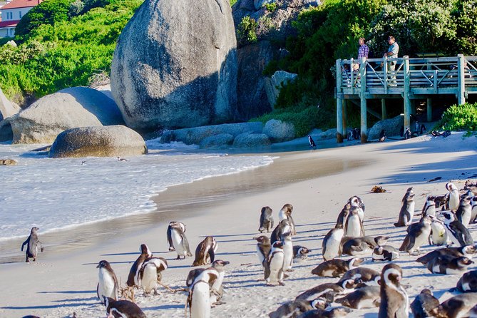 Cape Point and Boulder's Penguins Full Day Tour - A Full Breakdown of the Tour