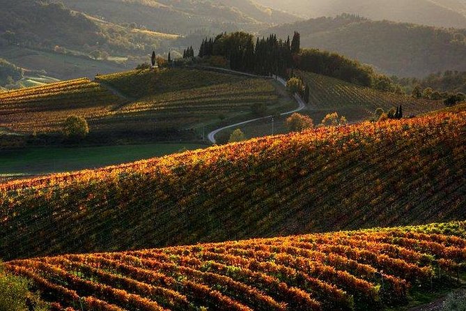 Chianti Half-day Wine Tour in the Tuscan's Hills from Pisa - The Experience at a Glance