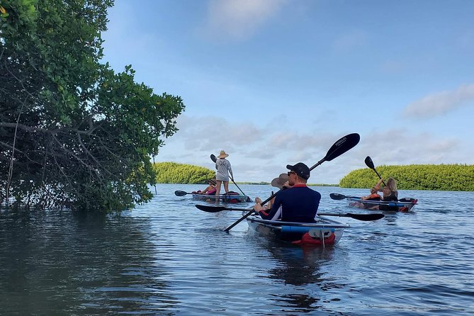 Clear Kayak Tour of Shell Key Preserve and Tampa Bay Area - A Near-Perfect Introduction to Tampa Bay’s Coastal Beauty