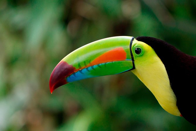 Costa Rica Sloth Tour in La Fortuna - An in-depth look at what makes this tour special