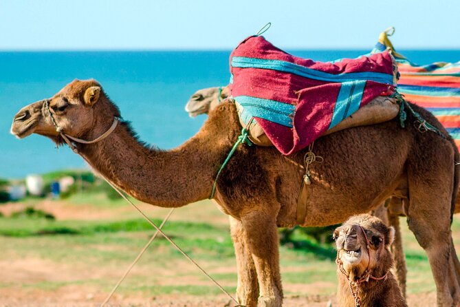 Cultural excursion for one day to Tangier with ferry included - The Experience and Itinerary in Detail