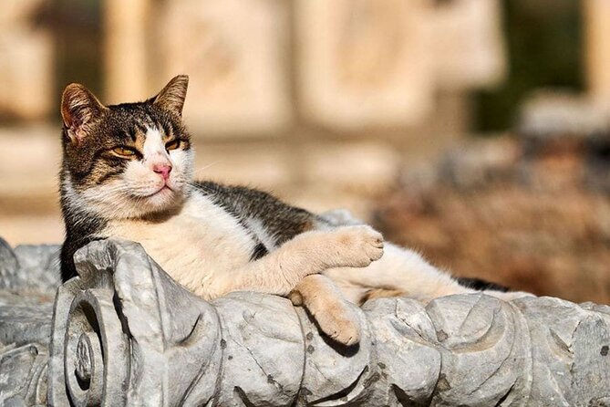 Daily Ephesus & Virgin Mary House Tour from Izmir - Key Points