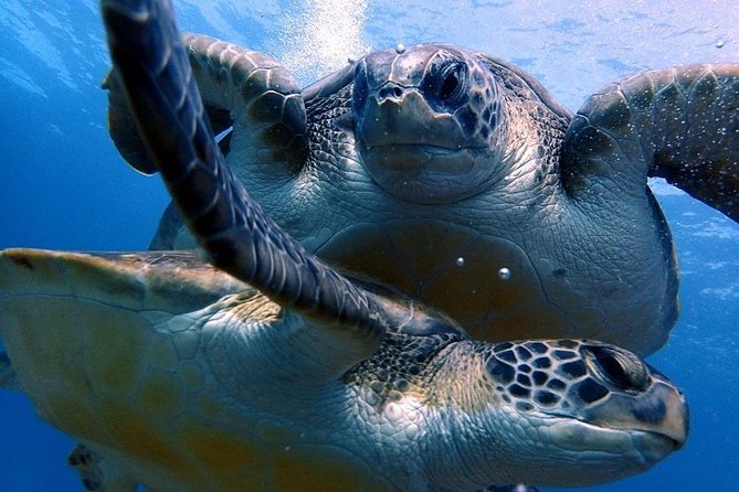 Discover Scuba Diving - Try it for the first time! - Introduction: A First Dive into Tenerife’s Marine World