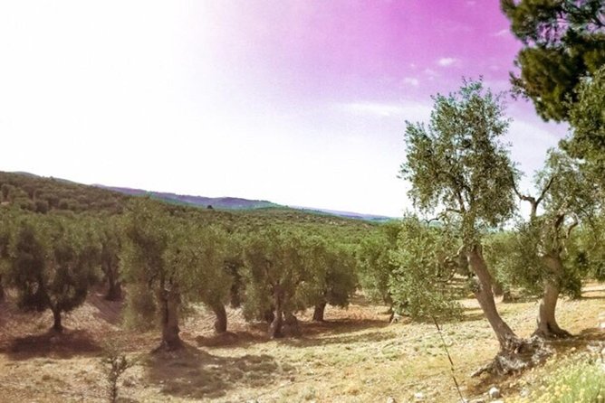 Discovering extra virgin olive oil - Exploring the Tour in Detail