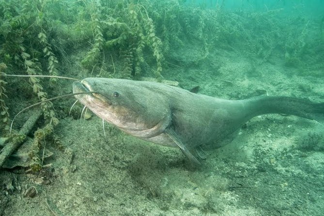 Diving Bled - Why Dive Bled Makes Sense for Your Trip