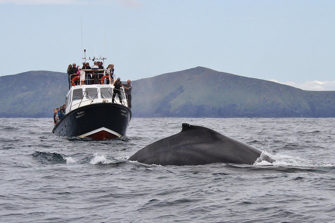 Dolphin and Whale Watching Tour from Dingle - An Overview That Gets You Ready