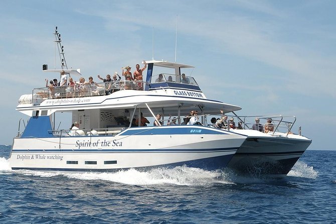 Dolphin and Whales watching cruise from Puerto Rico de Gran Canaria - Authentic Marine Encounters in Gran Canaria’s Waters