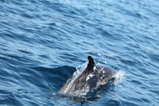Dolphin Discovery - Value and Practicalities