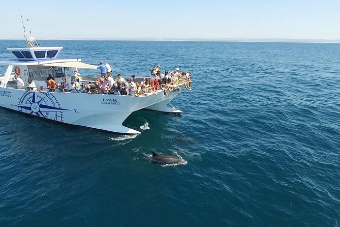 Dolphin Search - Dolphin Quest - The Experience in Detail