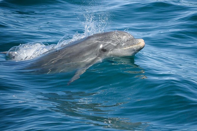 Dolphin Watching and Cave Boat Cruise from Albufeira - What the Tour Involves and Why It Matters