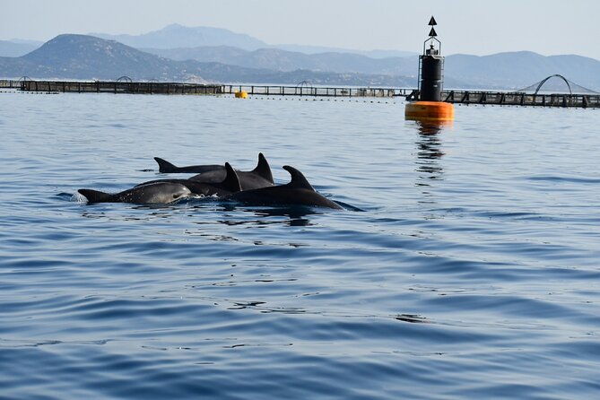 Dolphin Watching and Snorkeling in Figarolo in Sardinia - Practical Details and Considerations