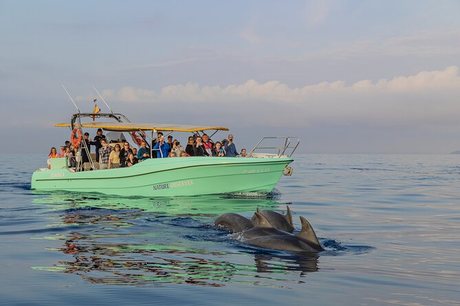 Dolphin watching by boat - The Dolphin Watching Experience