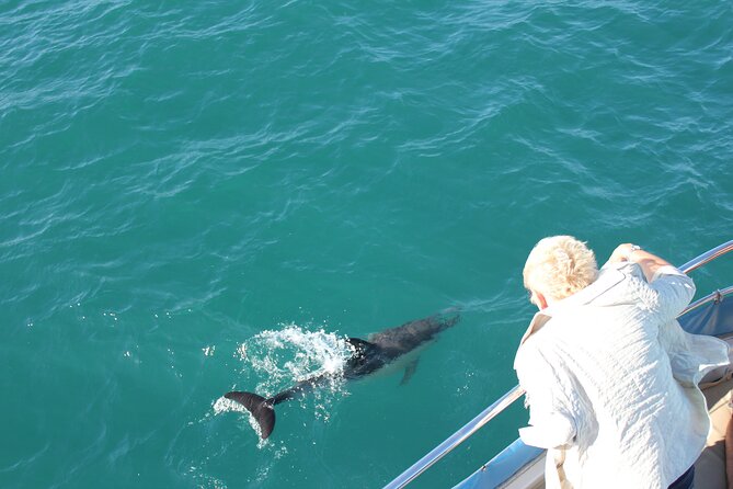 Dolphin Watching in Gibraltar Dolphin Safari V.I.P - Key Points
