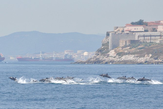 Dolphin Watching in Gibraltar & Fast Track Priority Cable Car - The Experience Breakdown: What to Expect