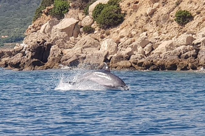 Dolphin Watching Tour - from Golfo Aranci - The Sum Up: Who Should Book This Tour?