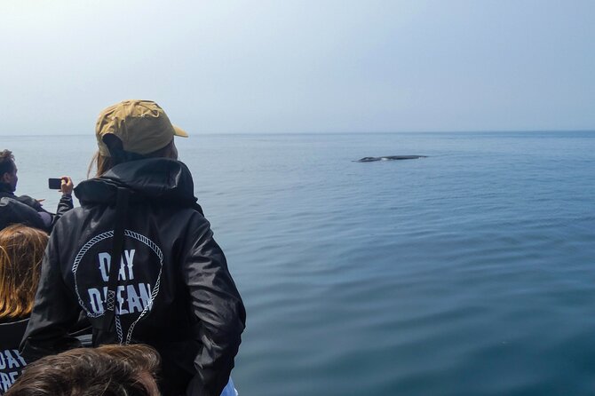 Dolphin Watching with Biologist in Arrábida Natural Park - An In-Depth Look at the Tour Experience